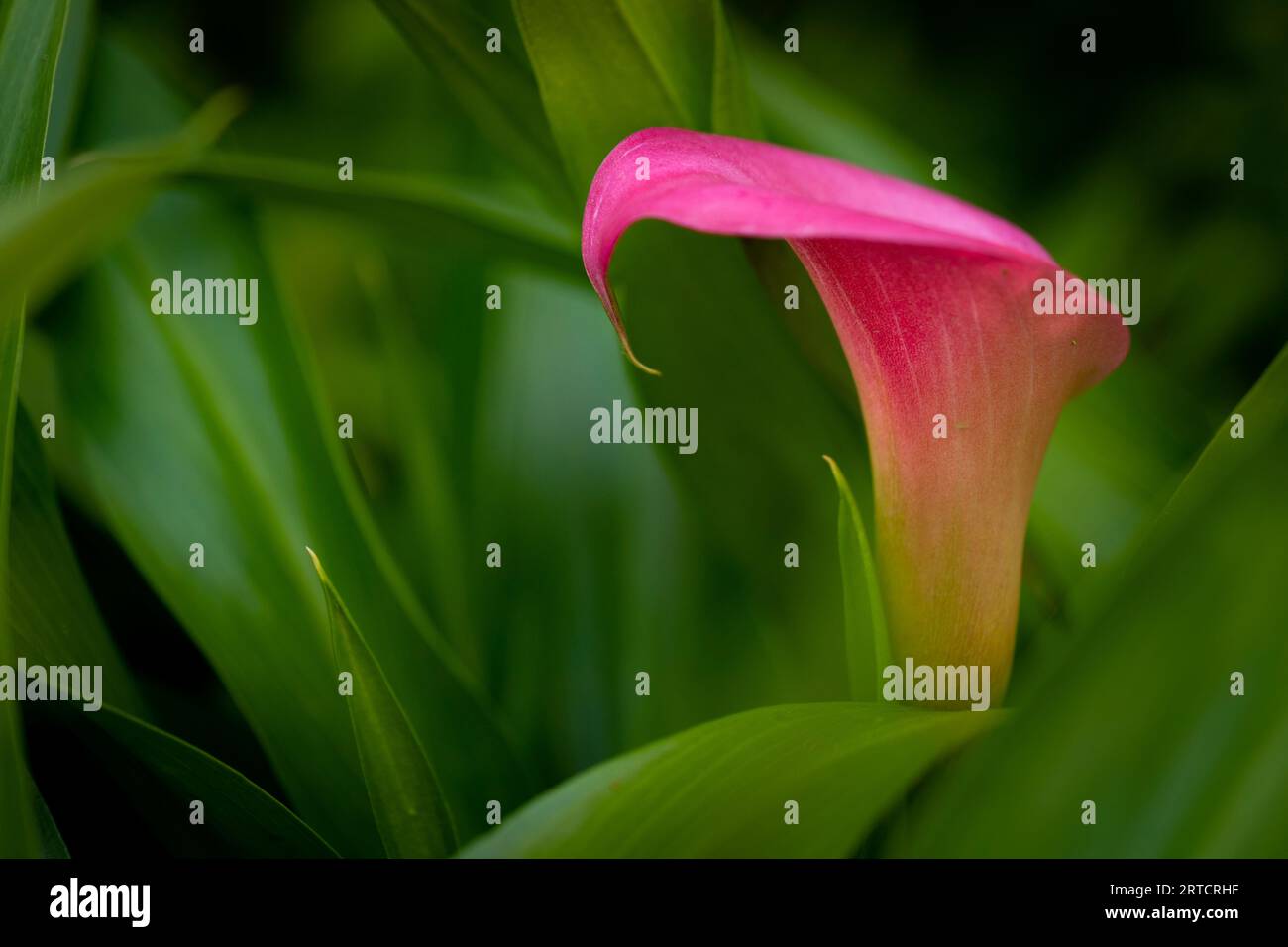 Lis calla rose Banque de photographies et d’images à haute résolution ...