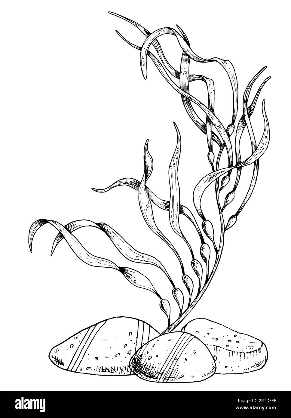 Algues avec pierres de fond marin. Illustration vectorielle dessinée à la main sur fond isolé d ...