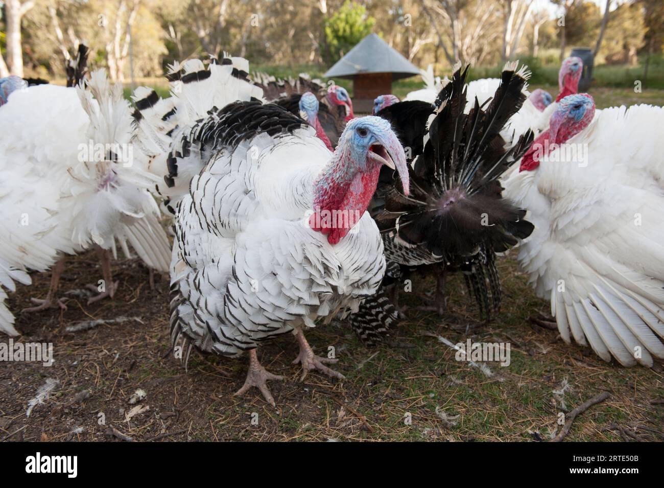 Gros plan d'un groupe de dindes dans la cour, dont une au premier plan ...