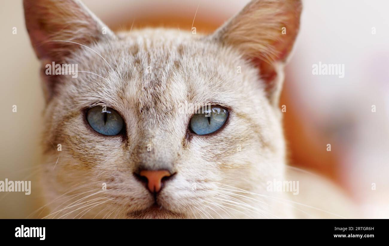 Nature morte avec un chat Banque de photographies et d’images à haute ...