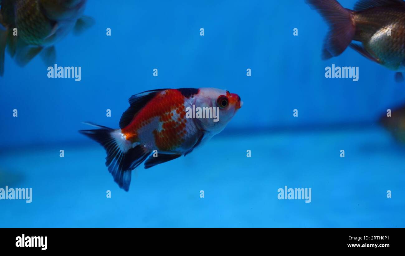 Beau poisson rouge ryukin Banque de photographies et d’images à haute ...