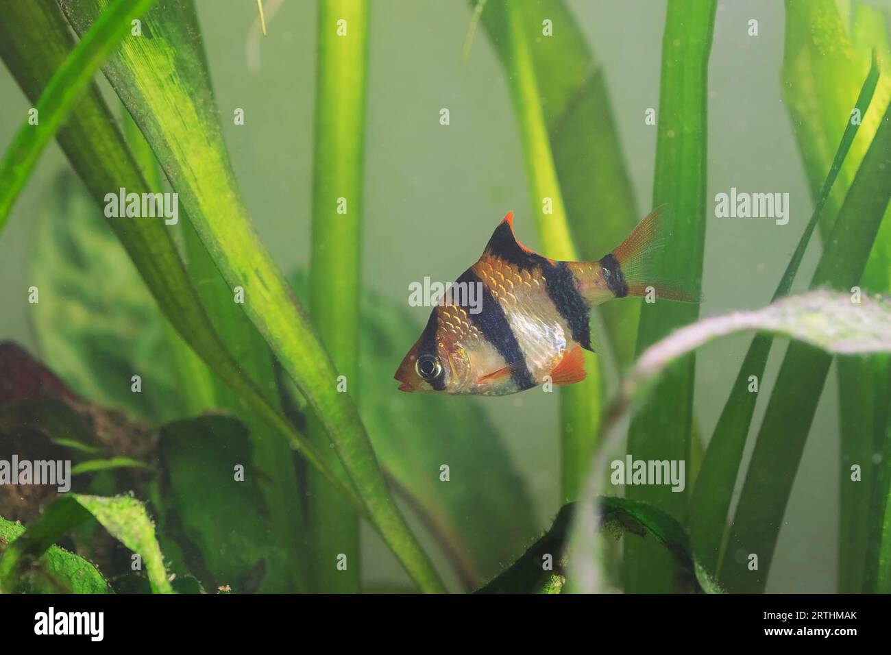 Puntius tetrazona the tiger barb or sumatra barb Banque de ...
