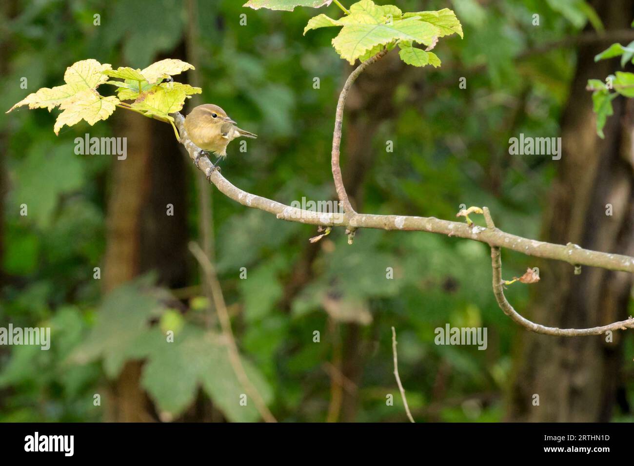 Phylloscopus collibita Banque de photographies et d’images à haute ...