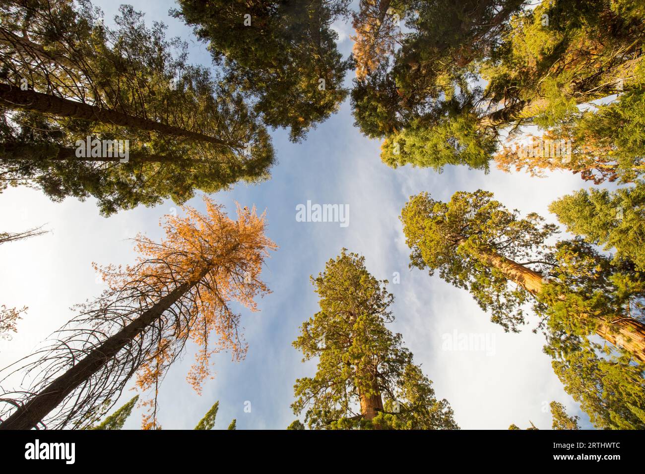 La célèbre forêt géante dans le parc national de Sequoia contenant le ...