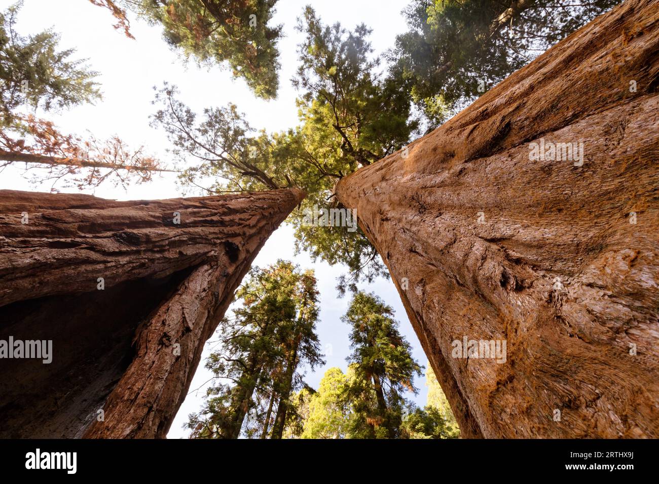 La célèbre forêt géante dans le parc national de Sequoia contenant le ...