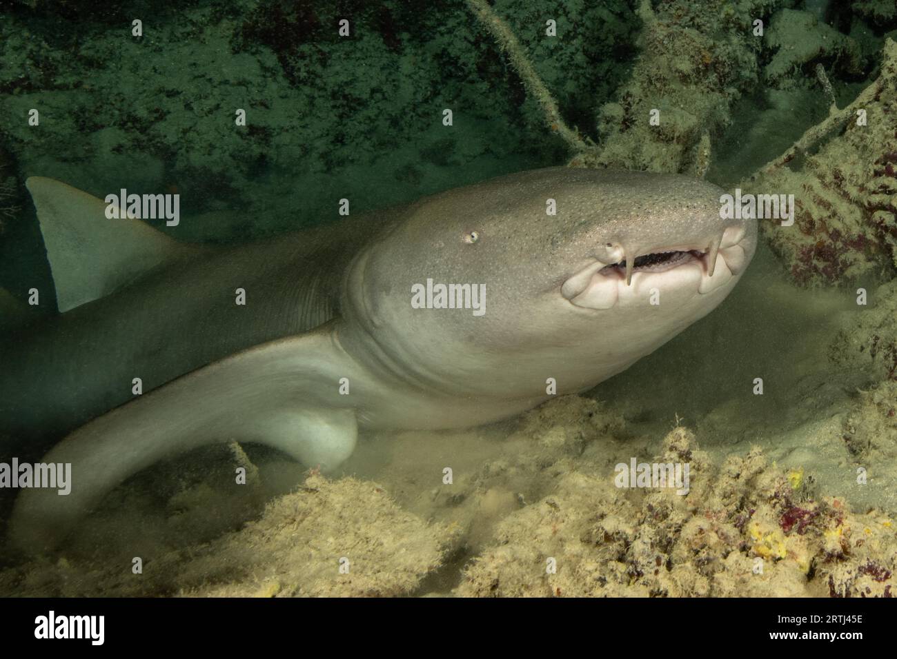 Gros plan de la tête et de la bouche avec des organes de palpation d'un ...