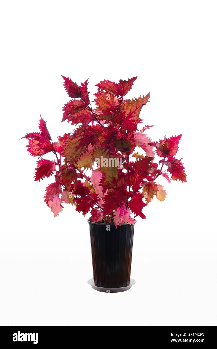 Arbuste à feuilles rouges Banque de photographies et d’images à haute ...