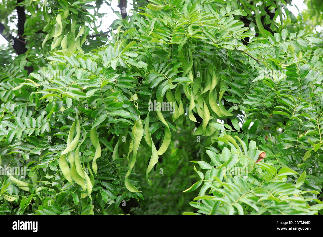 Gleditsia sinensis Banque de photographies et d’images à haute ...
