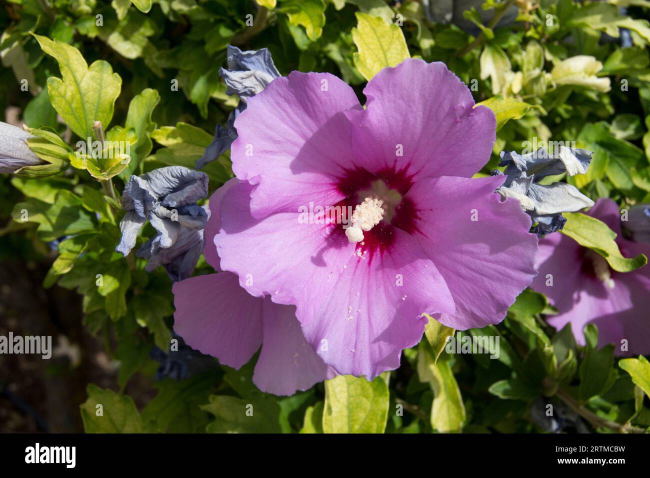 Hibiscus Syriacus Es La Flor Nacional De Corea Del Sur Banque De