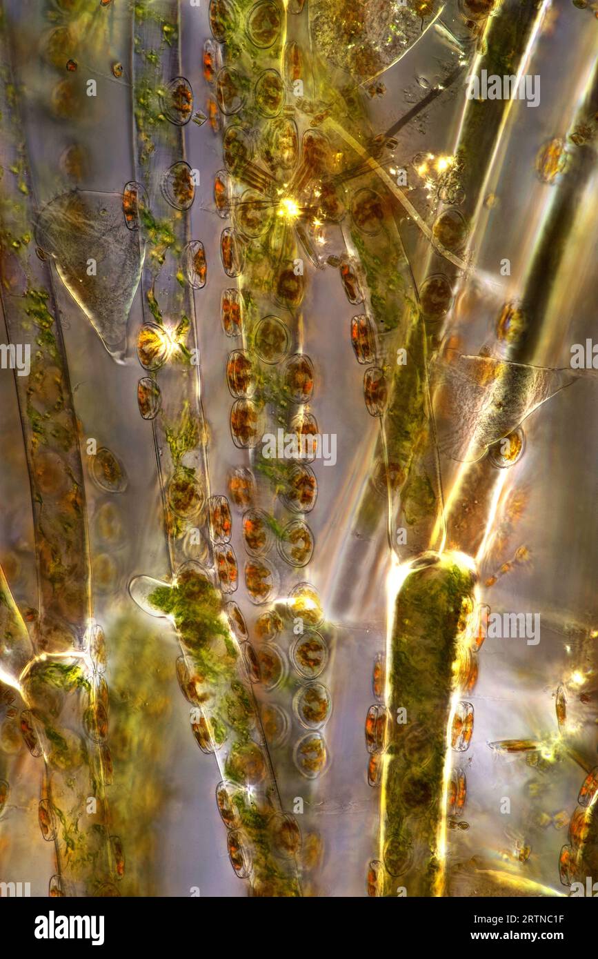 Algues vertes au microscope Banque de photographies et d’images à haute ...