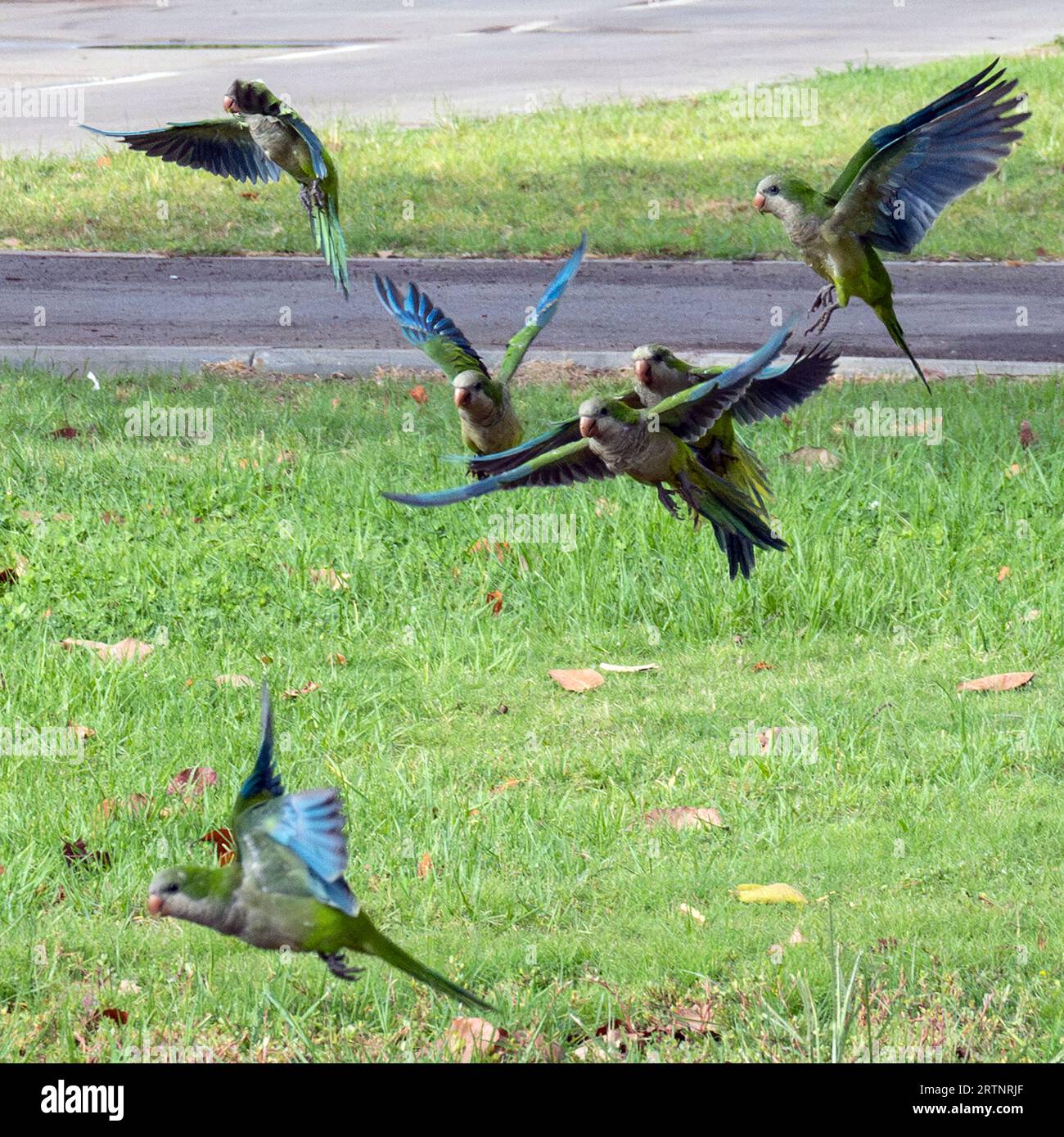 La perruche du moine (Myiopsitta monachus), également connue sous le ...