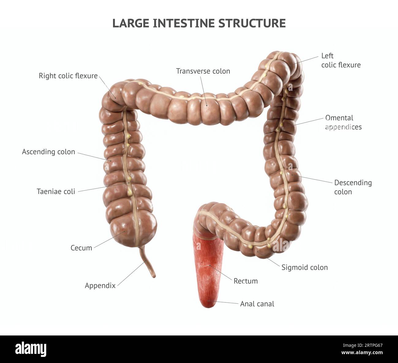 Diagrama del intestino grueso humano Banque de photographies et d ...