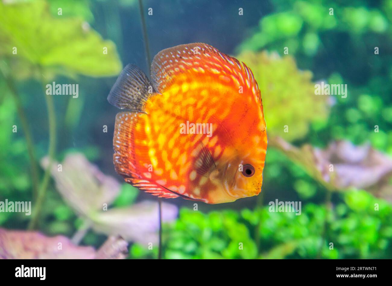 Red discus Banque de photographies et d’images à haute résolution - Alamy