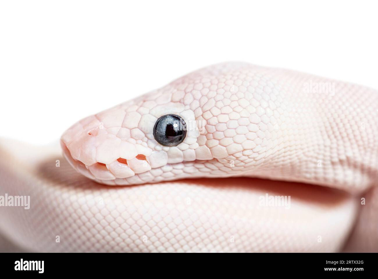 Serpent aux yeux bleus Banque de photographies et d’images à haute ...