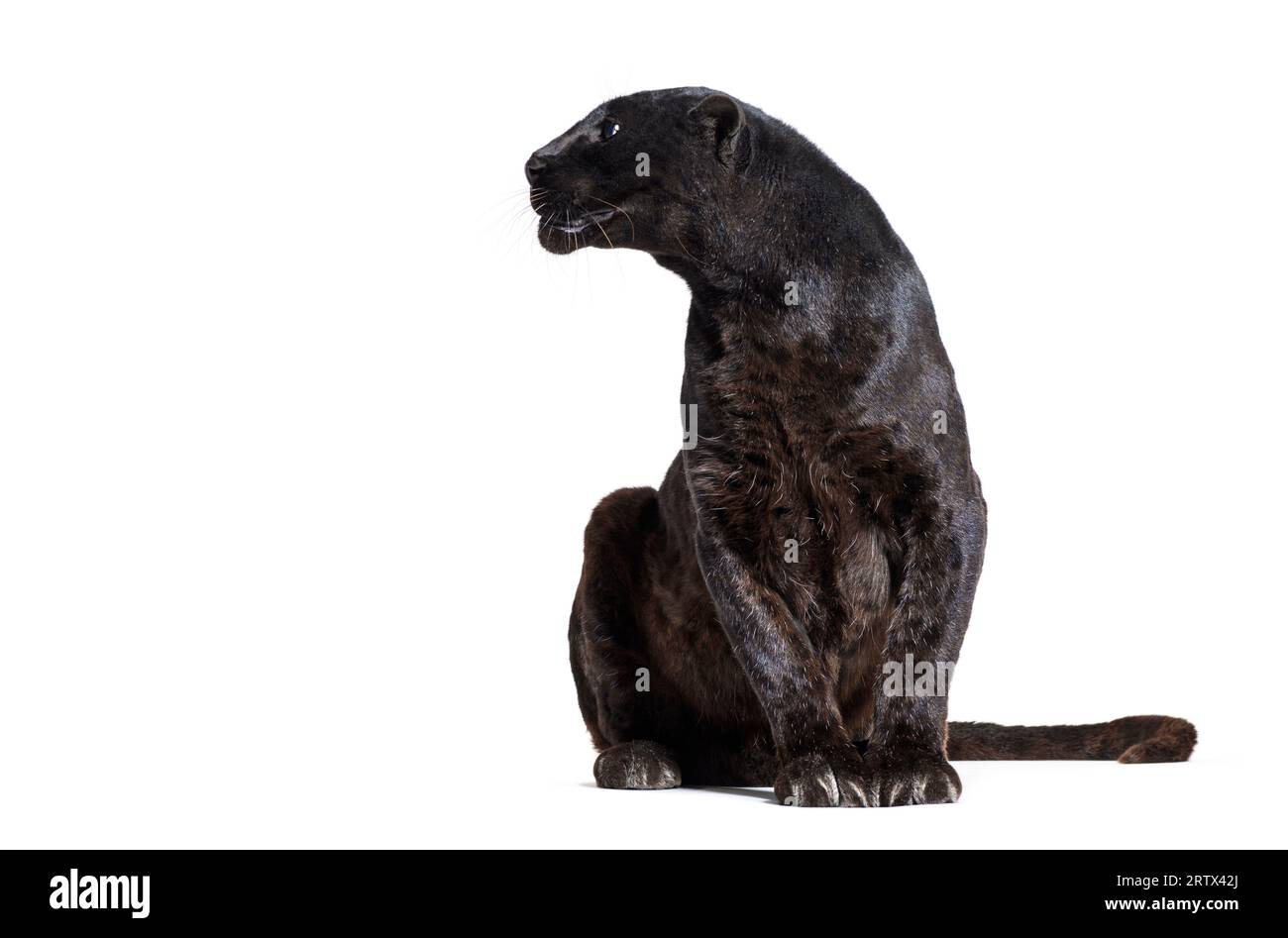 Panthère noir assise Banque de photographies et d’images à haute ...