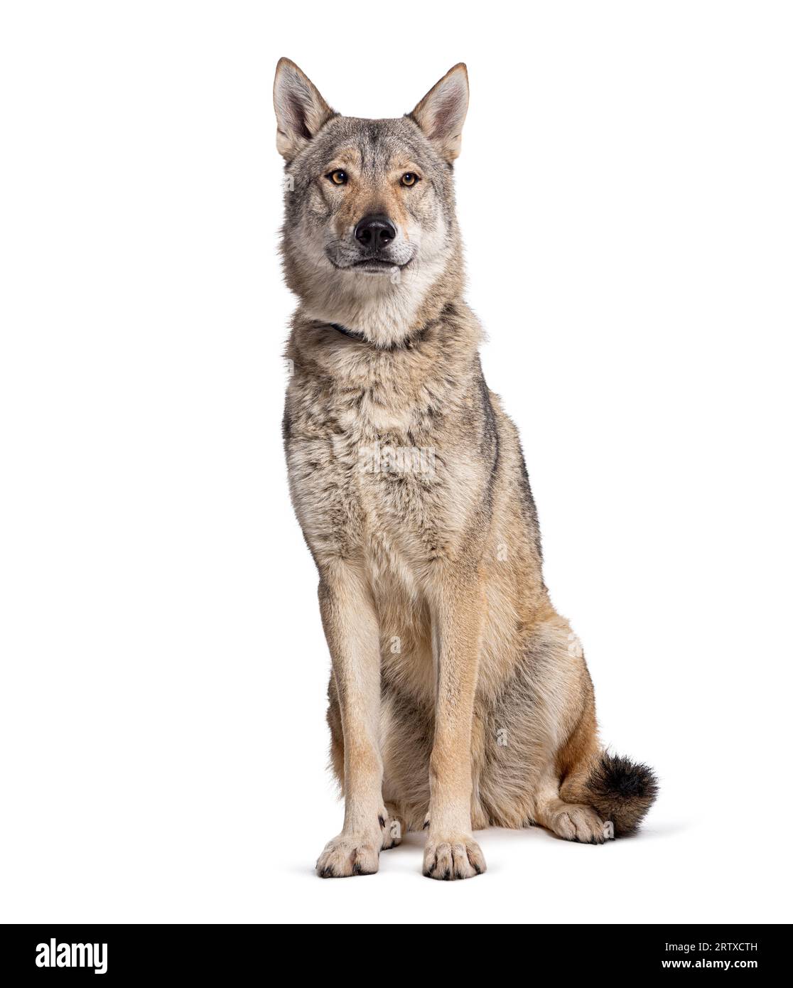 Chien loup tchecoslovaque Banque de photographies et d’images à haute ...