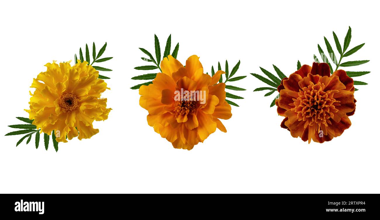 Collection de fleurs de souci avec feuille isolée sur fond blanc. Tête de fleurs Marigold pour ...