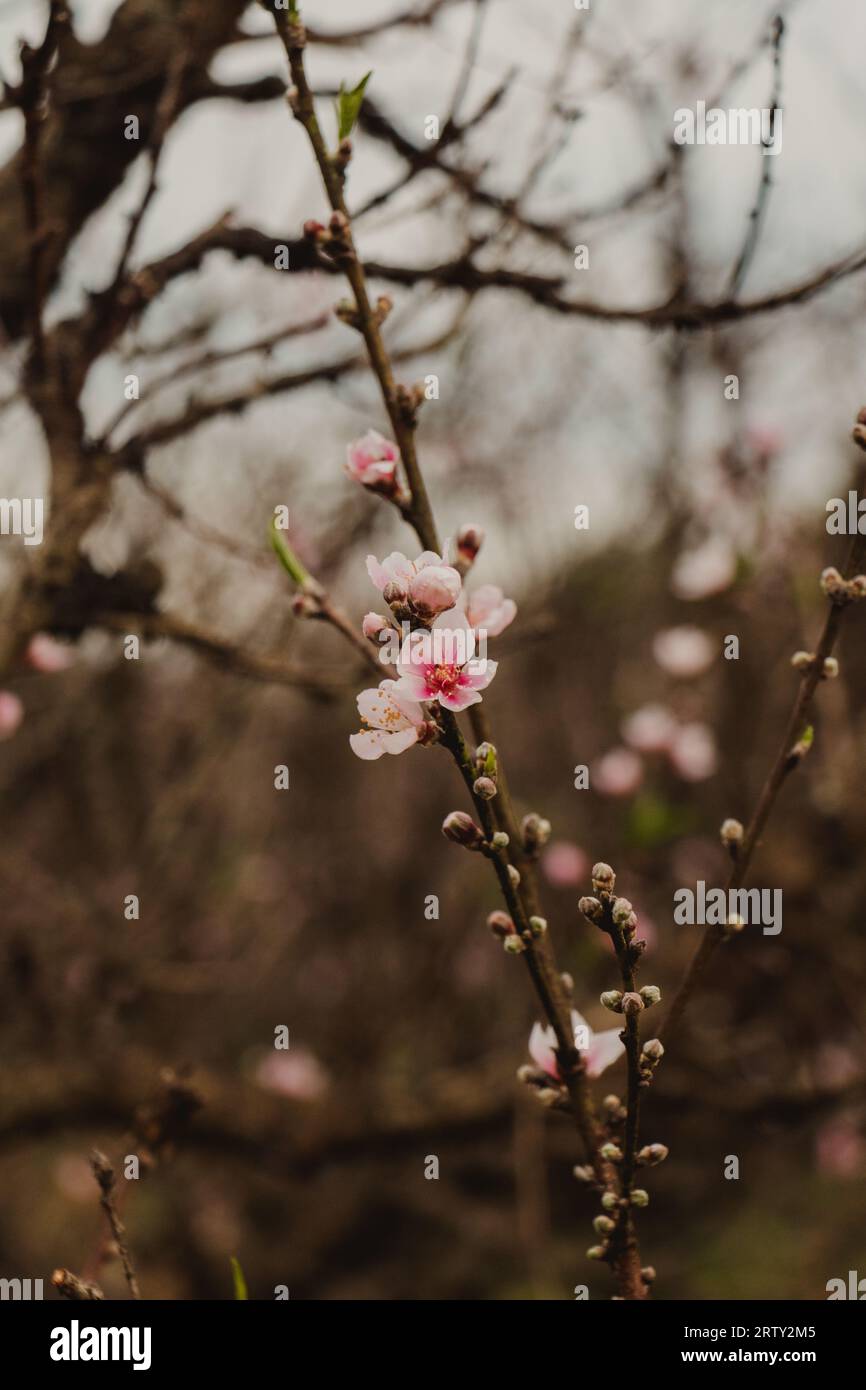 Arbre de fleur de pêcher Banque de photographies et d’images à haute résolution - Alamy