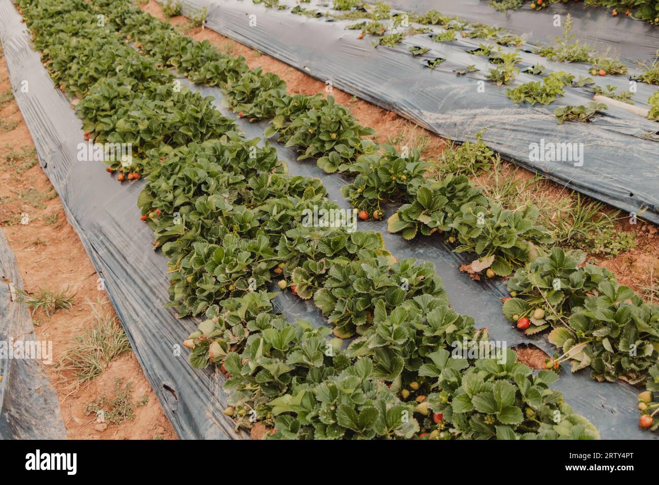 Strawberry plantation Banque de photographies et d’images à haute ...
