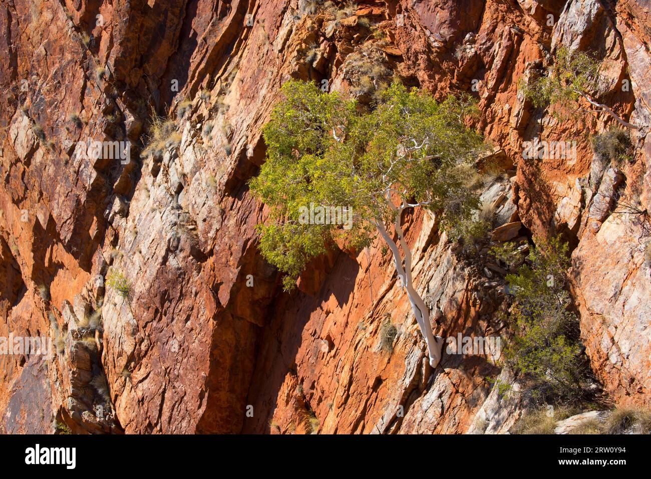 La vue depuis le Serpentine gorge Lookout d'un gommier australien qui ...