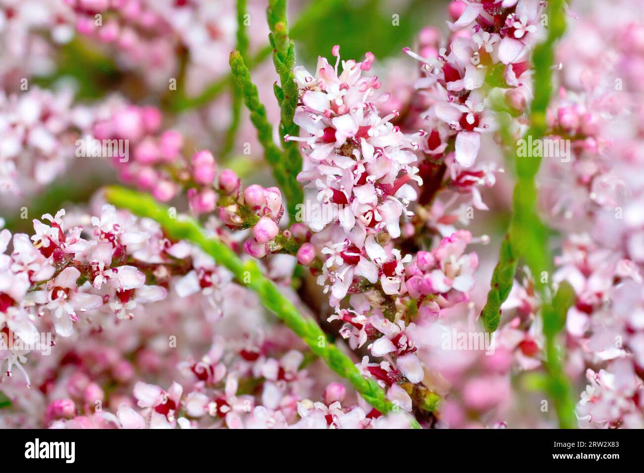 French tamarisk tamarix gallica Banque de photographies et d’images à ...