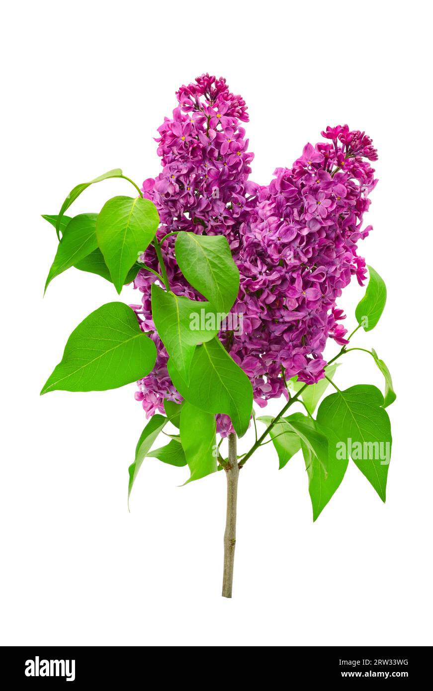 Tige de lilas Banque d'images détourées - Alamy