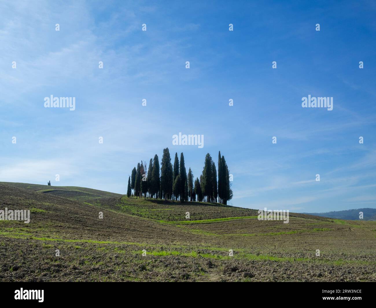 Cypress trees cupressus sempervirens cupressaceae Banque de ...