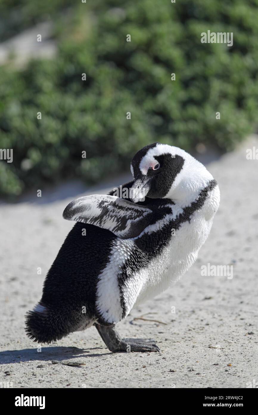 Pingouin sur la plage Banque de photographies et d’images à haute ...