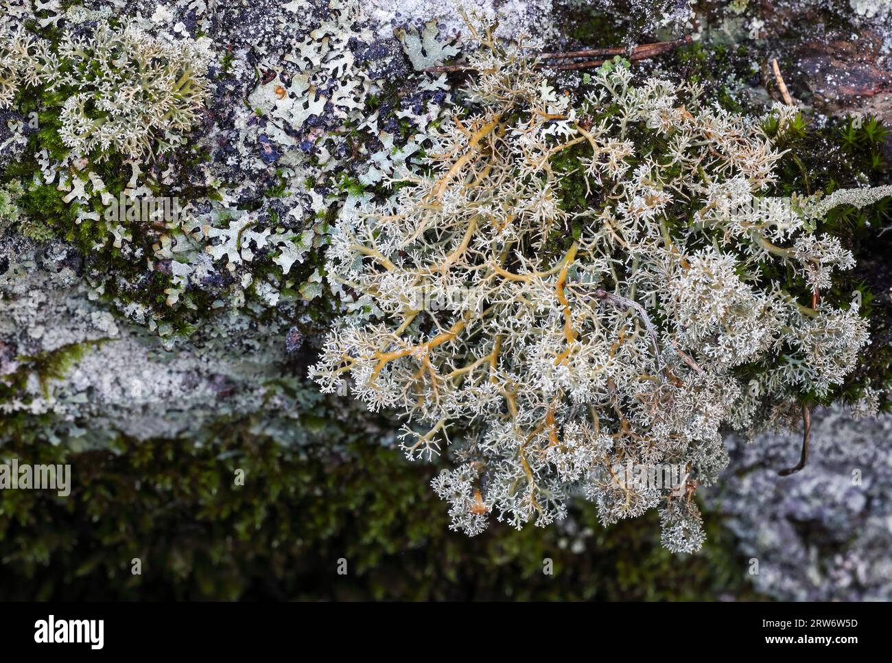 Lichen de corail Banque de photographies et d’images à haute résolution ...