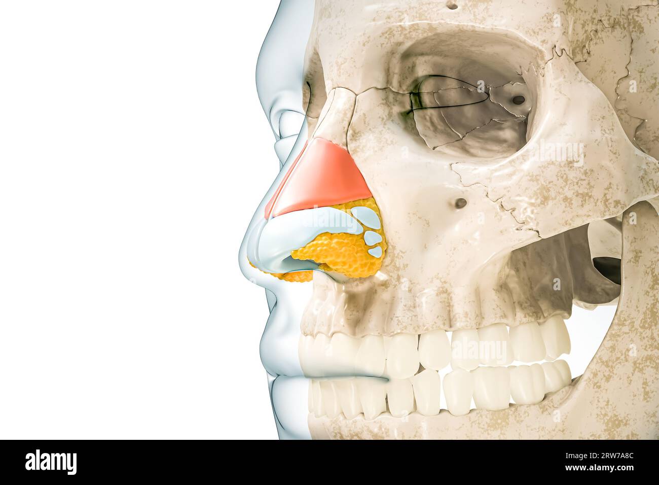 Cartilage nasal latéral en couleur rouge avec contours du corps ...