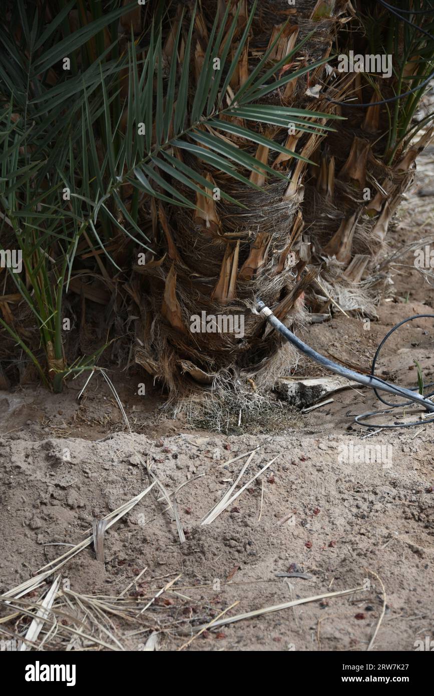 Yuma, arizona, jardins marthas Banque de photographies et d’images à ...
