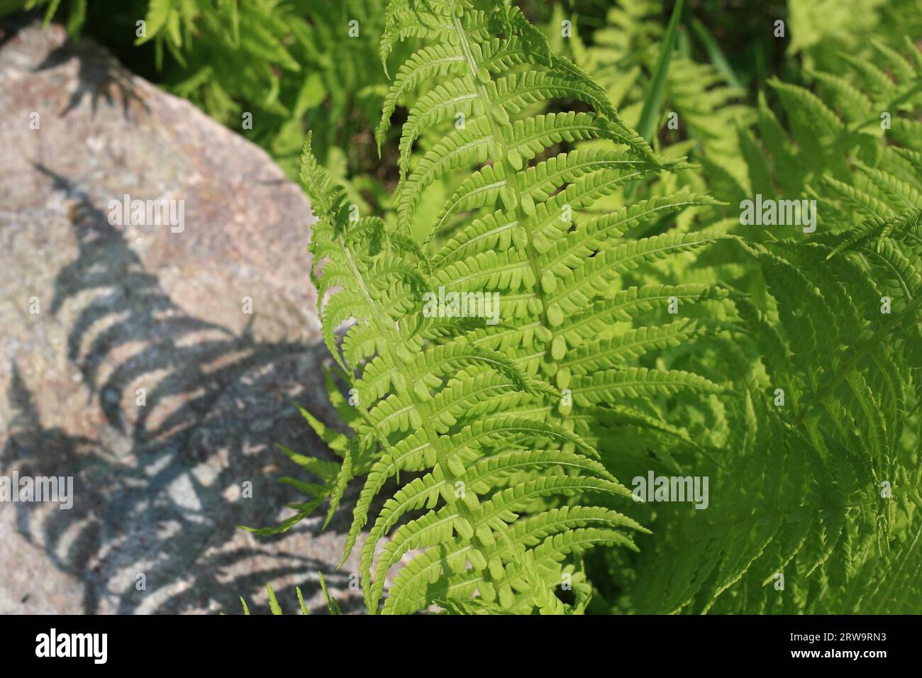 Vraie fougère Banque de photographies et d’images à haute résolution ...