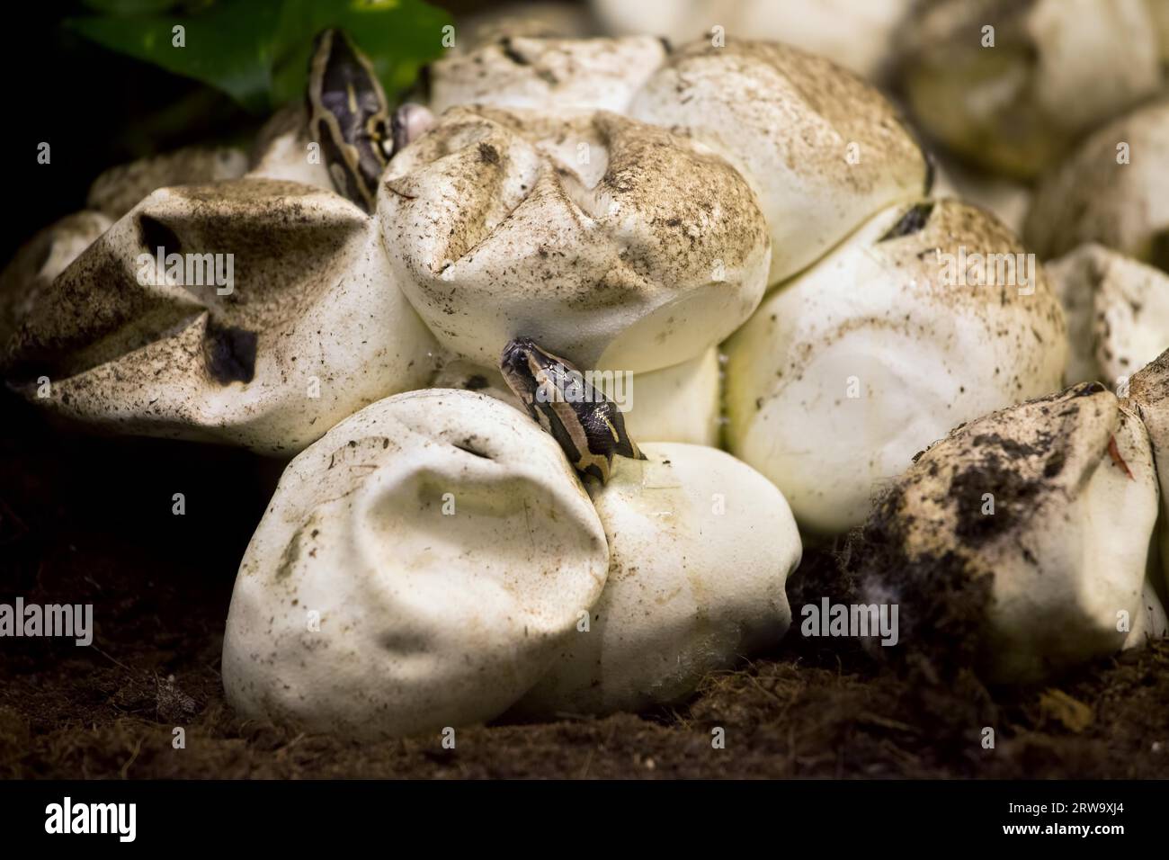 Baby python Banque de photographies et d’images à haute résolution - Alamy