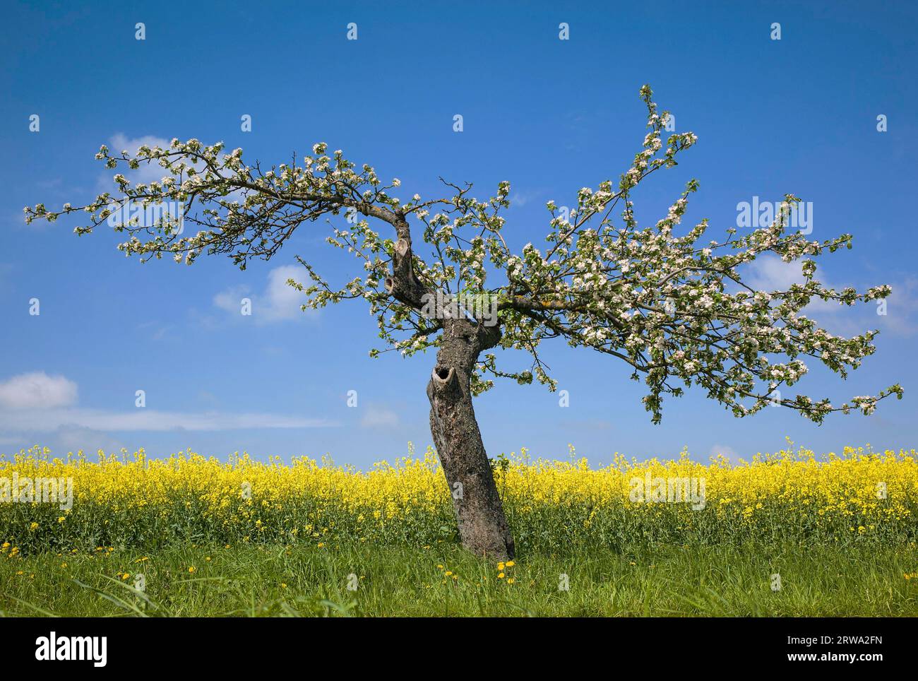 Fruitier sauvage Banque de photographies et d’images à haute résolution ...