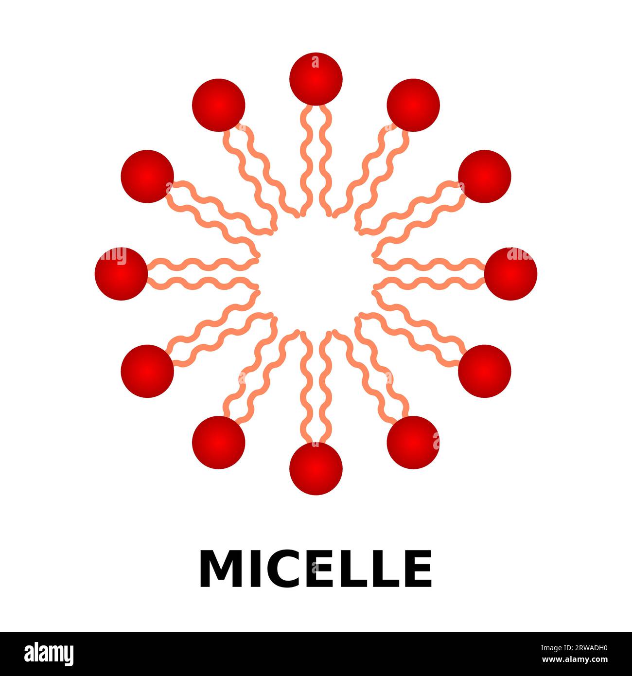 Formation de membranes Banque d'images vectorielles - Alamy