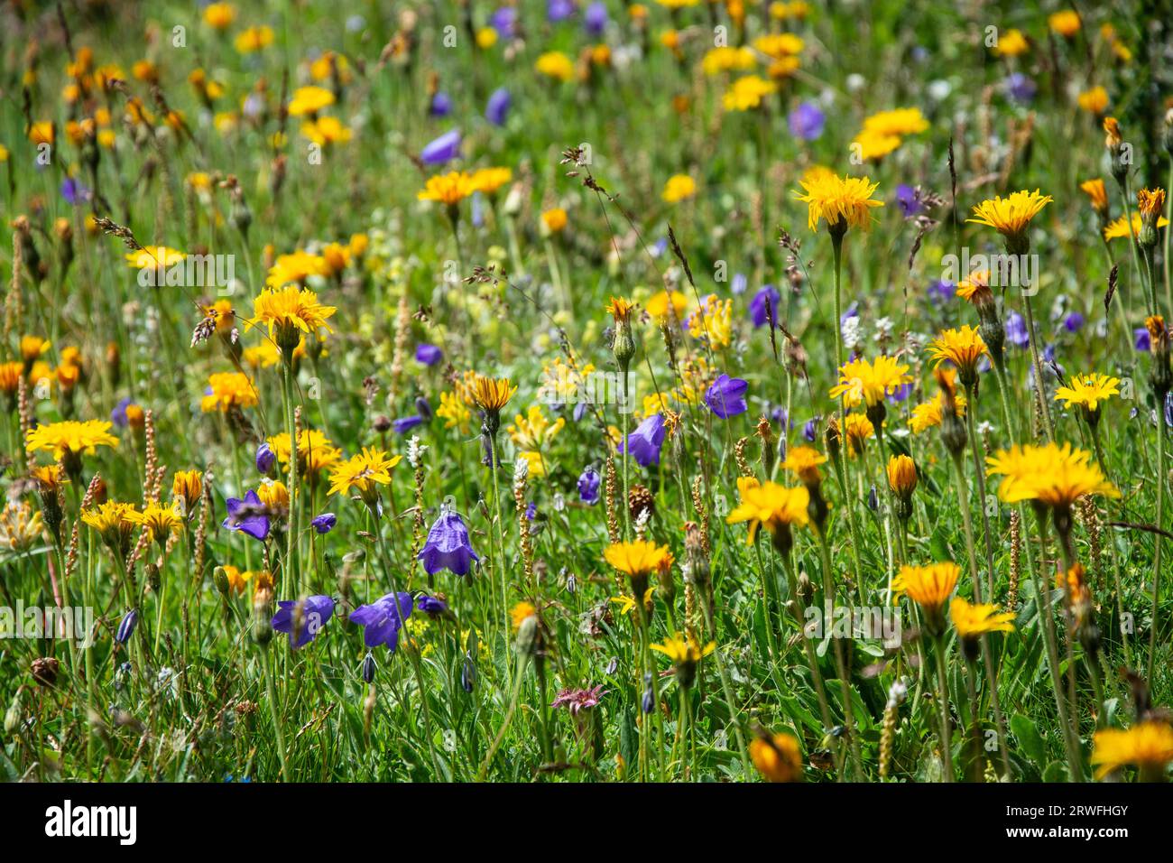 Artenreiche Blumenwiesen im Waiser Val de Bagnes Photo Stock - Alamy