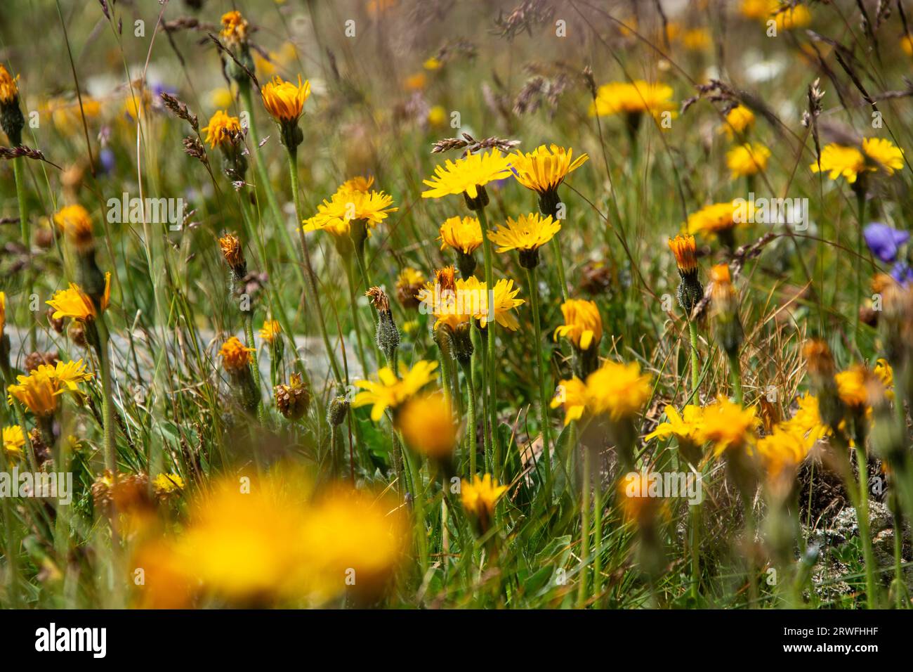 Artenreiche Blumenwiesen im Waiser Val de Bagnes Photo Stock - Alamy