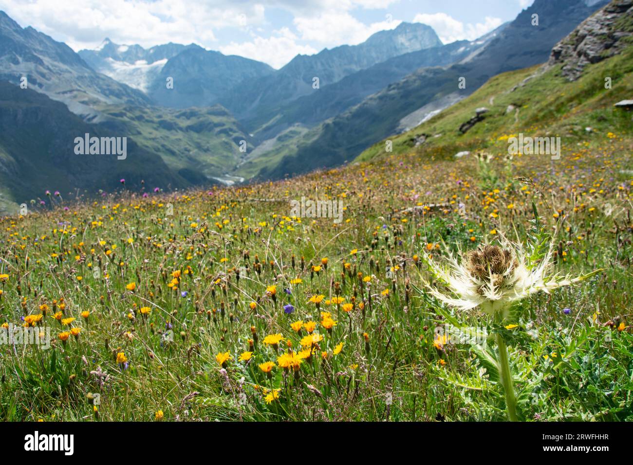 Artenreiche Blumenwiesen im Waiser Val de Bagnes Photo Stock - Alamy