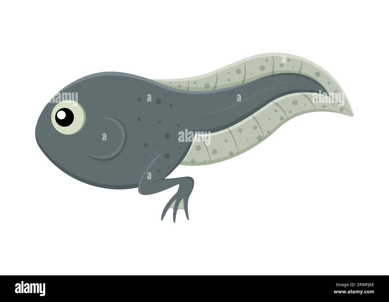 Crapaud fond blanc Banque d'images vectorielles - Alamy