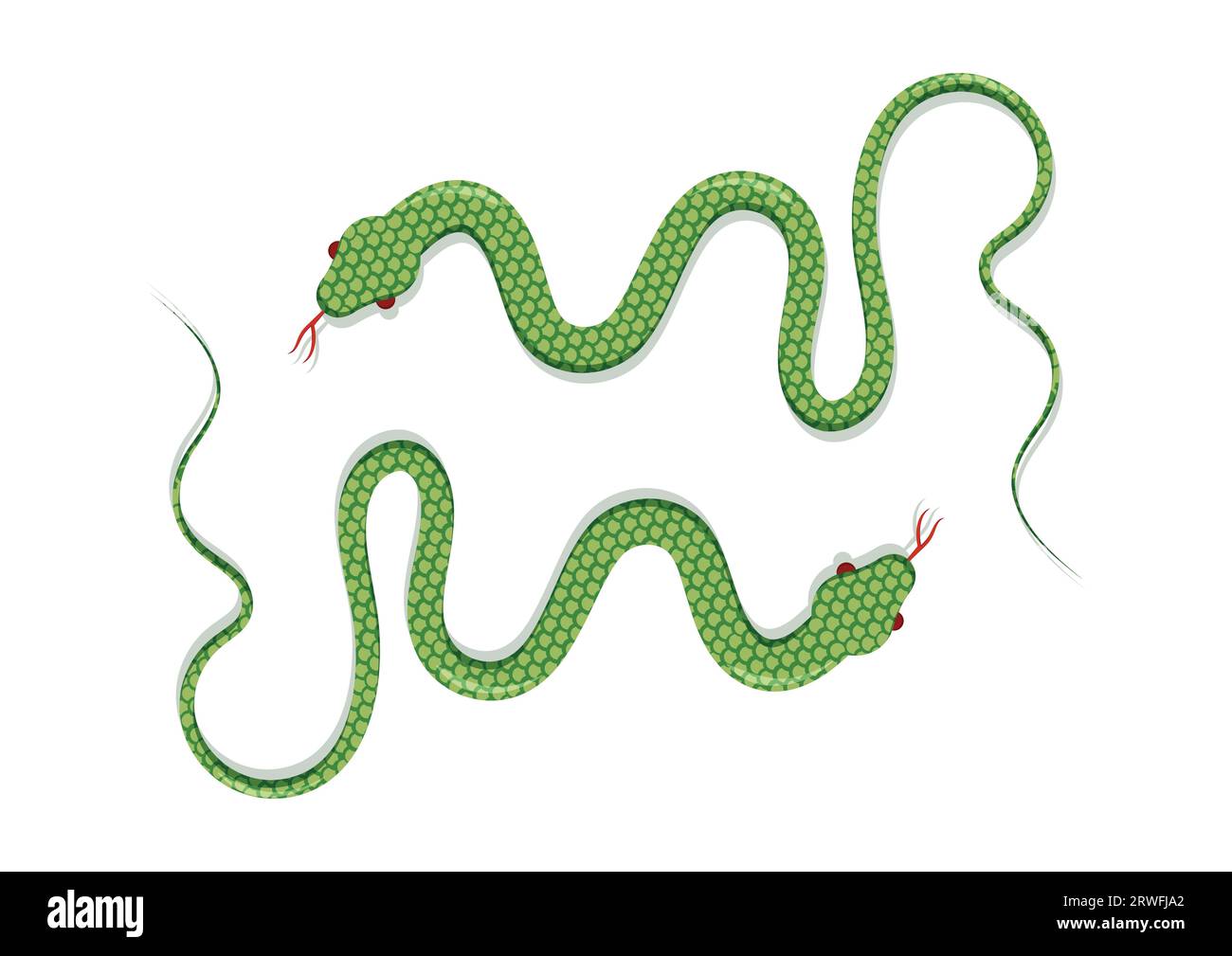 Deux serpents tropicaux Banque d'images vectorielles - Alamy