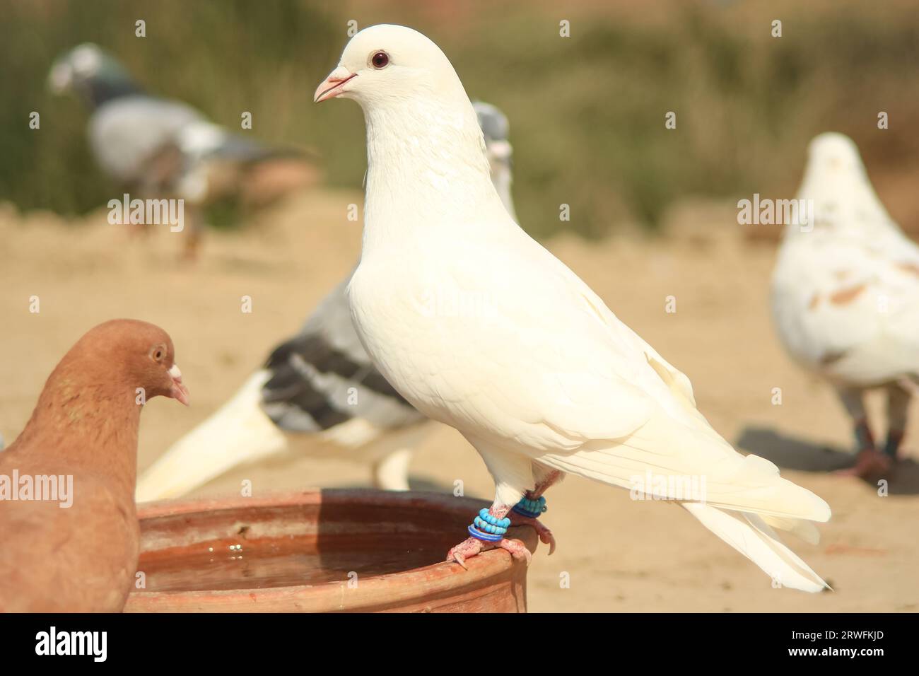 Navigation olfactive Banque de photographies et d’images à haute ...