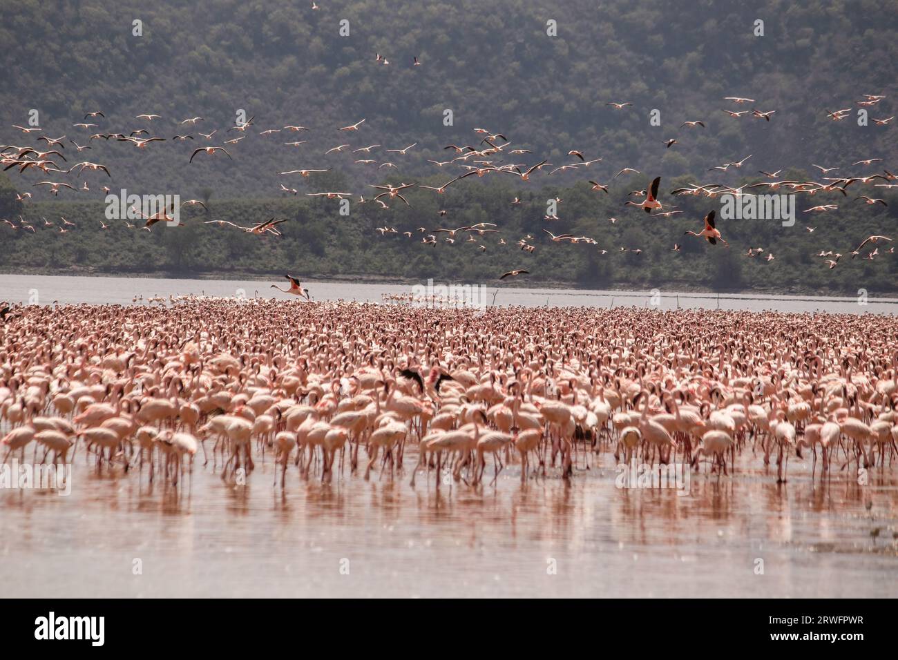 Un troupeau de flamants roses est vu au lac Solai. Alors que leurs ...