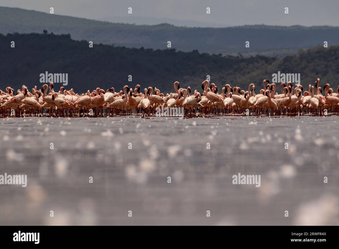 Un troupeau de flamants roses est vu au lac Solai. Alors que leurs ...