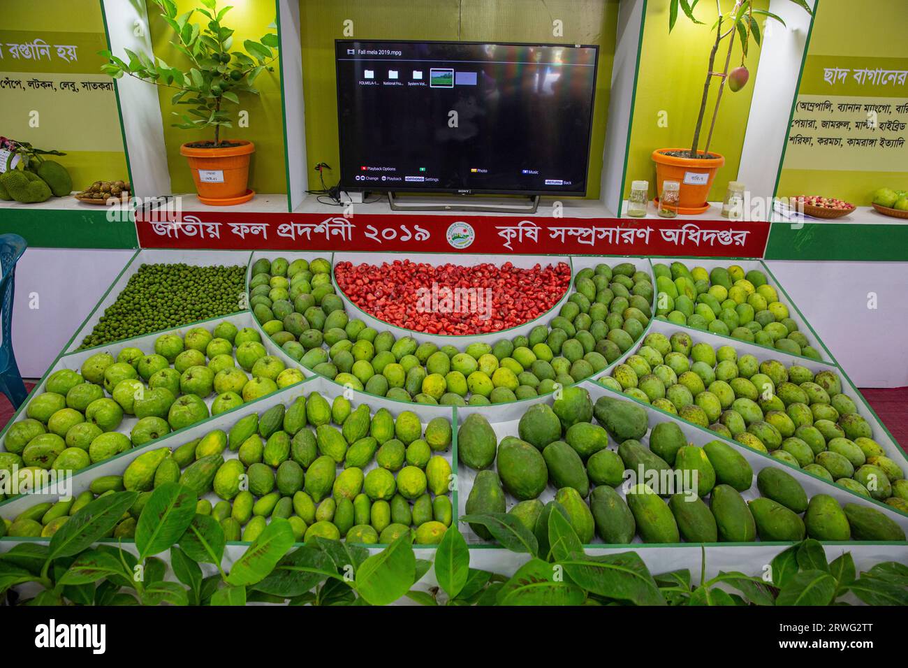 Différents types de fruits exposés au Festival national des fruits ...