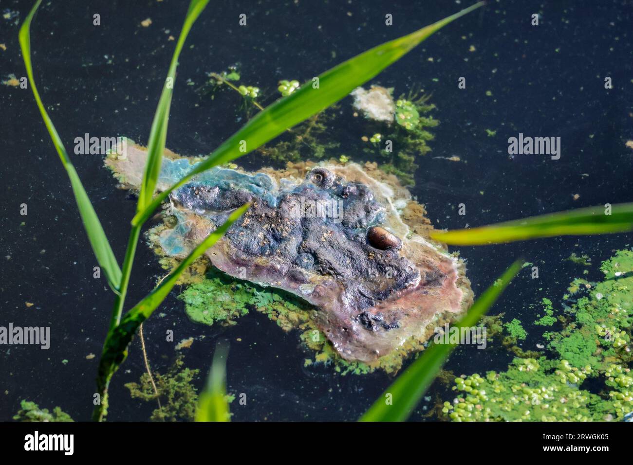 Pollution par eutrophisation algues bleu-vert Lough Neagh 2023. Écume ...