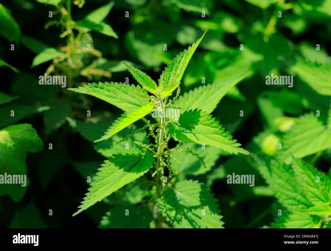 Ortie urtica dioica Banque de photographies et d’images à haute ...