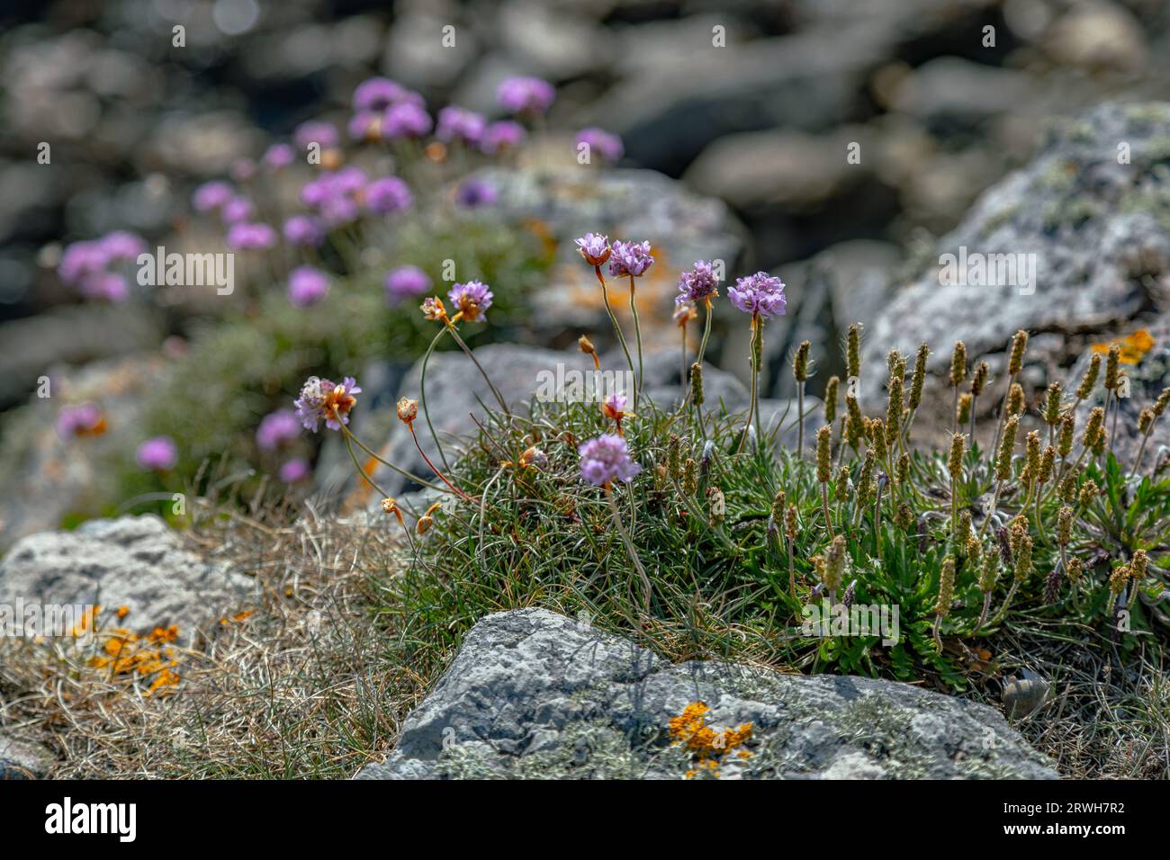 La péninsule de Howth, Dublin, la faune et la flore en macro et gros ...