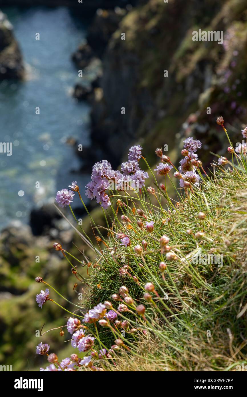 La péninsule de Howth, Dublin, la faune et la flore en macro et gros ...