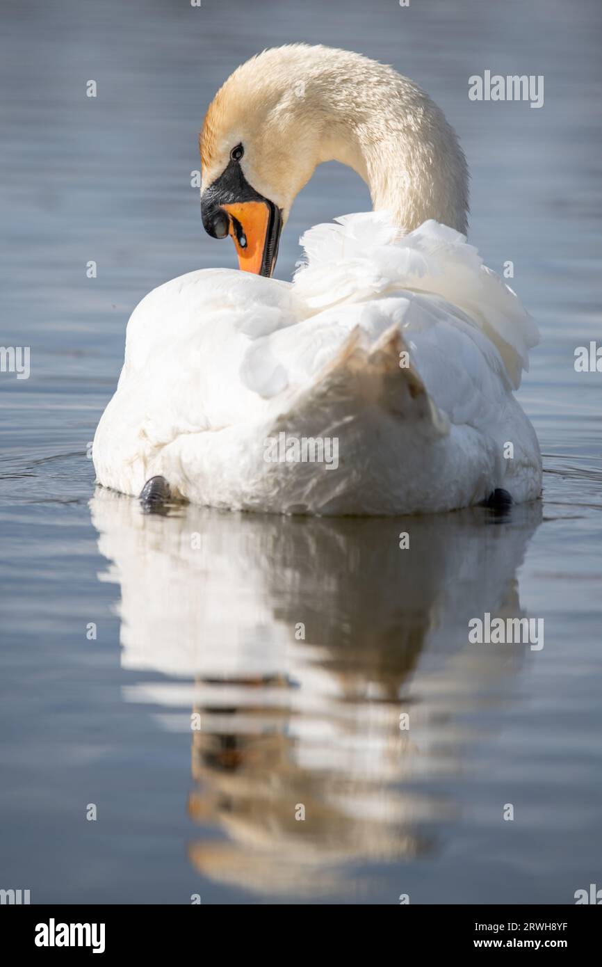 Cygnes dans leur habitat naturel Banque de photographies et d’images à haute résolution - Alamy