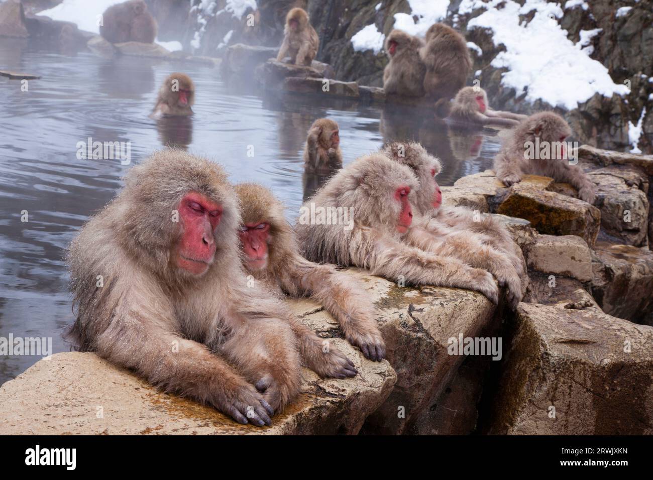 Jigokudani yaen koen Banque de photographies et d’images à haute ...